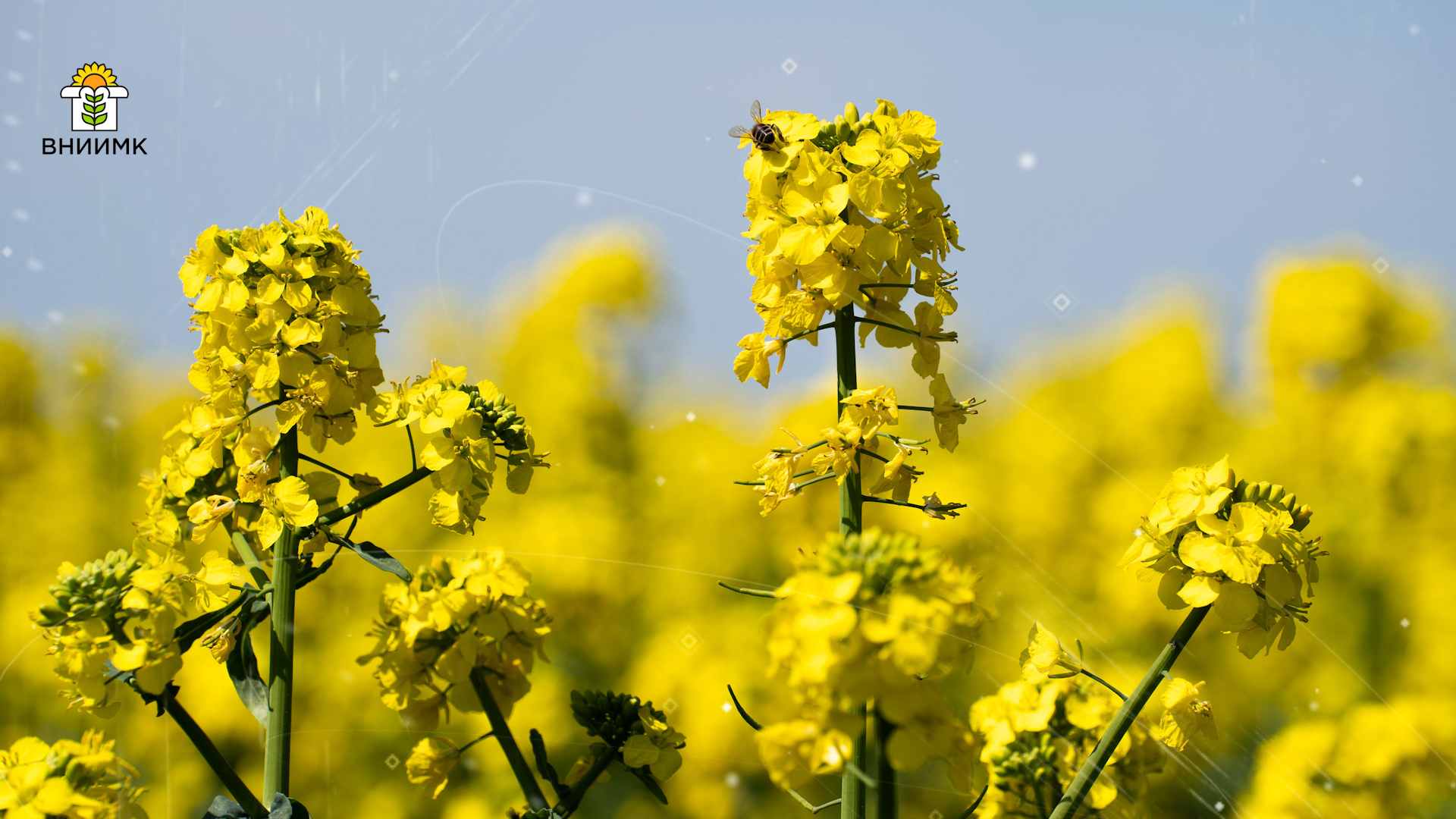 В Госреестр селекционных достижений включен гибрид озимого рапса Дебют