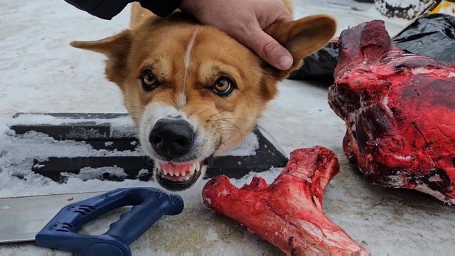 Лось и Корги. Вернулся с охоты.