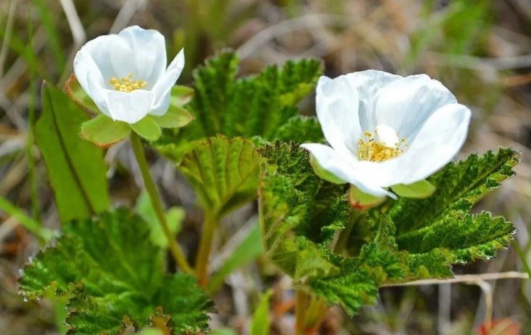 На российской Аляске морошка цвела. Автор текста Александр Домбровский.