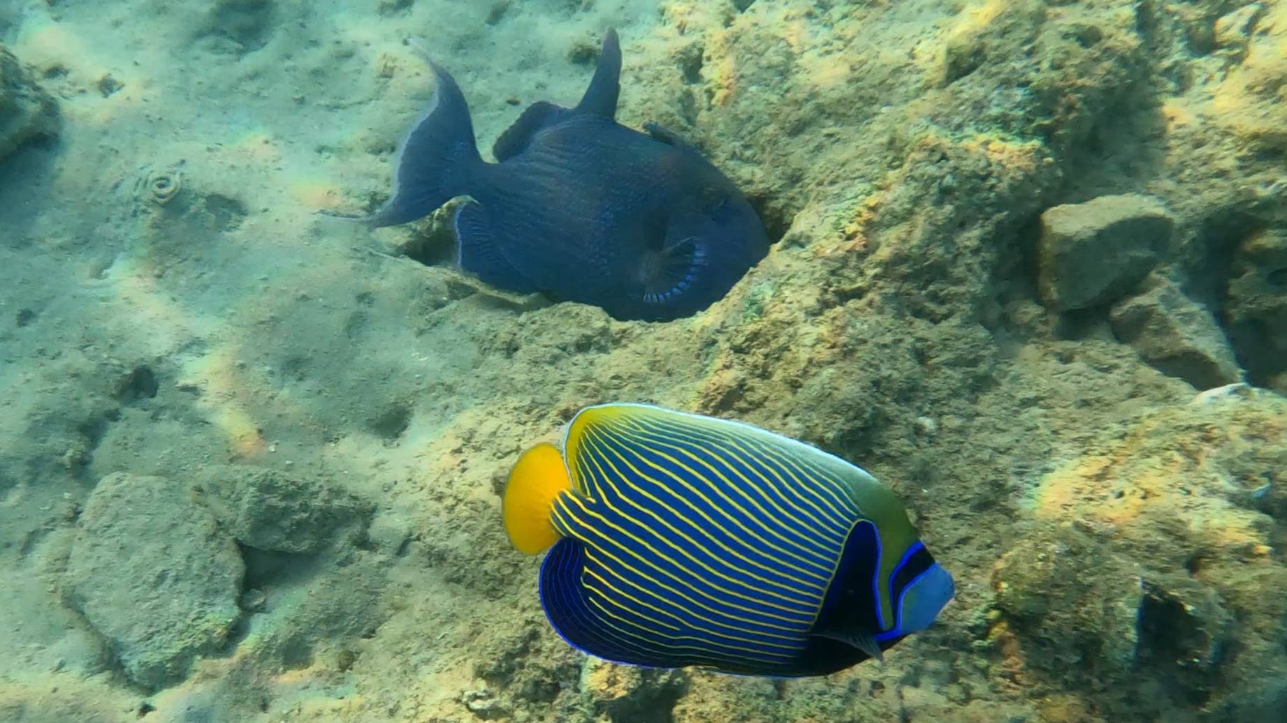 Бухта Шарм-Эль-Майя. Часть-2. Albatros (10.05.2023).