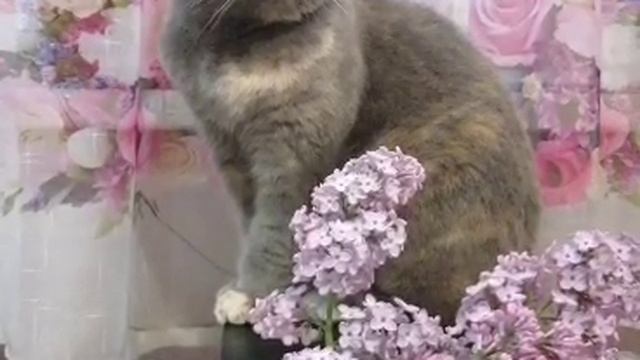 Картина Репина