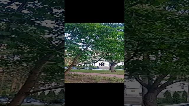 курортный город Зеленогорск