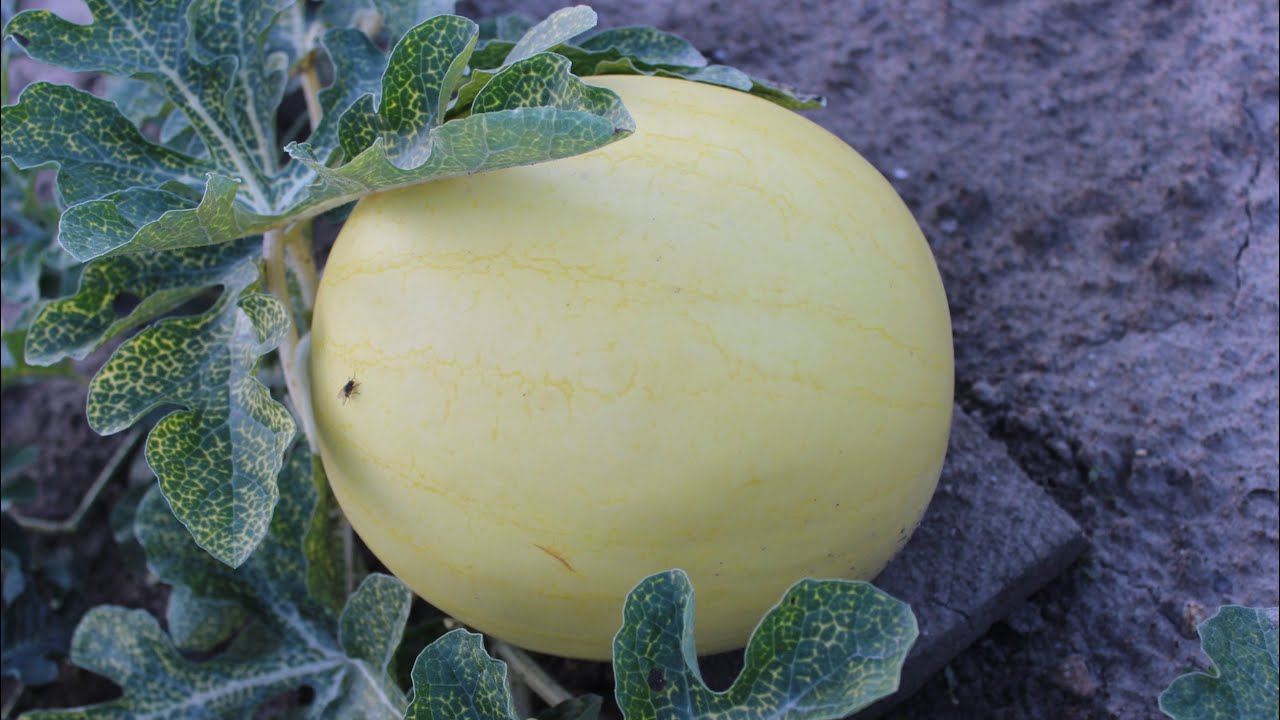 Арбузы и дыни в открытом грунте. Часть 3. (19.07.21)