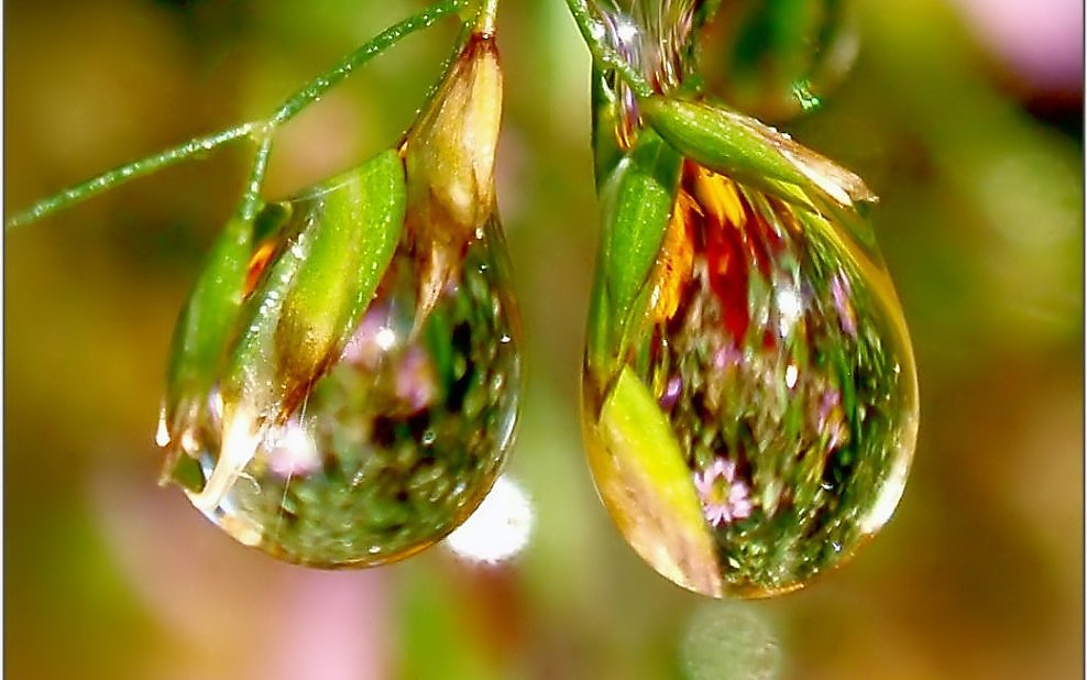 Капелька нежности