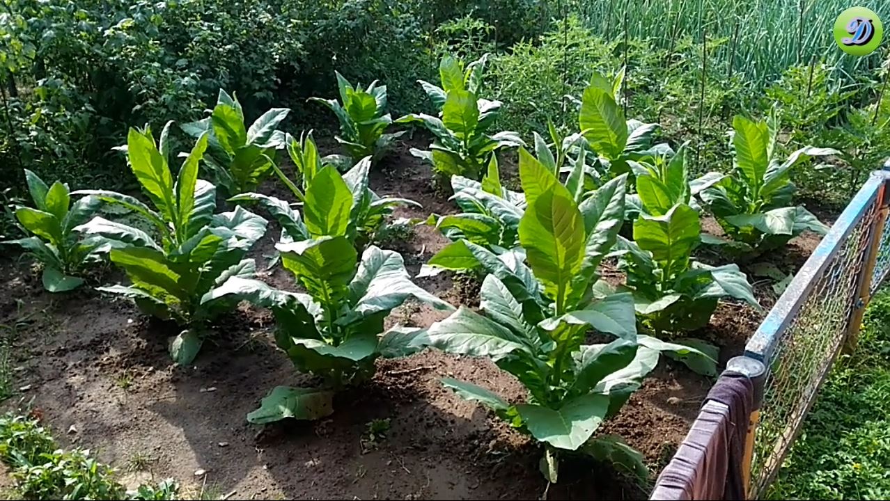 Табак на 8 июля.