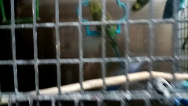 Волнистики. Когда их много, шум и гам не прекращается весь день