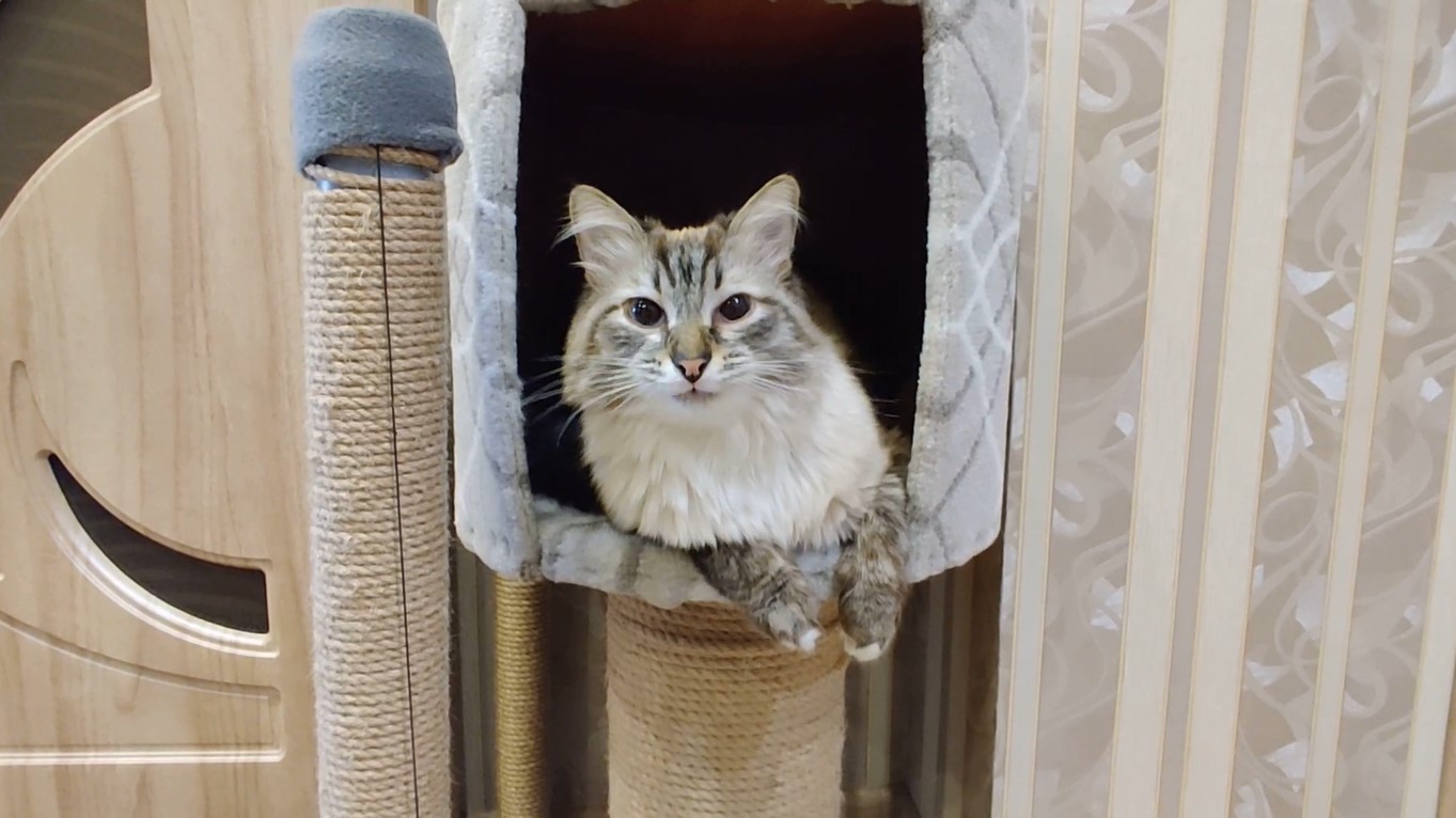 Кот МАРКИЗ. Ну вот и ПОГОВОРИЛИ о жизни...