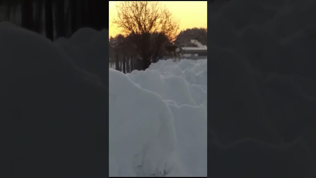 косули облюбовали Сосновый Бор