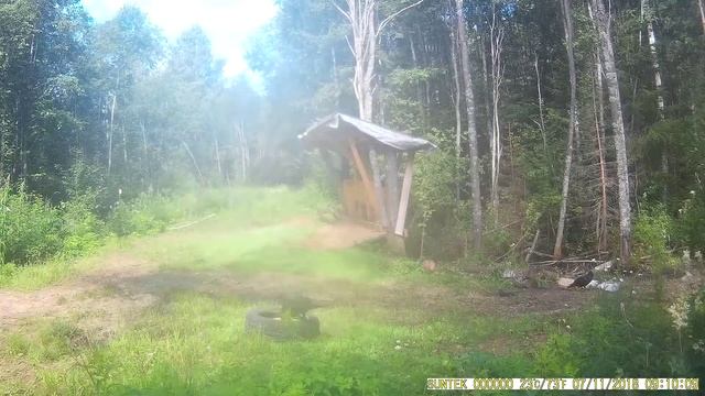 Птицы, запечатленные на фото ловушку. Часть № 33