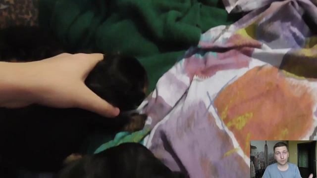 Послеродовые судороги у собаки