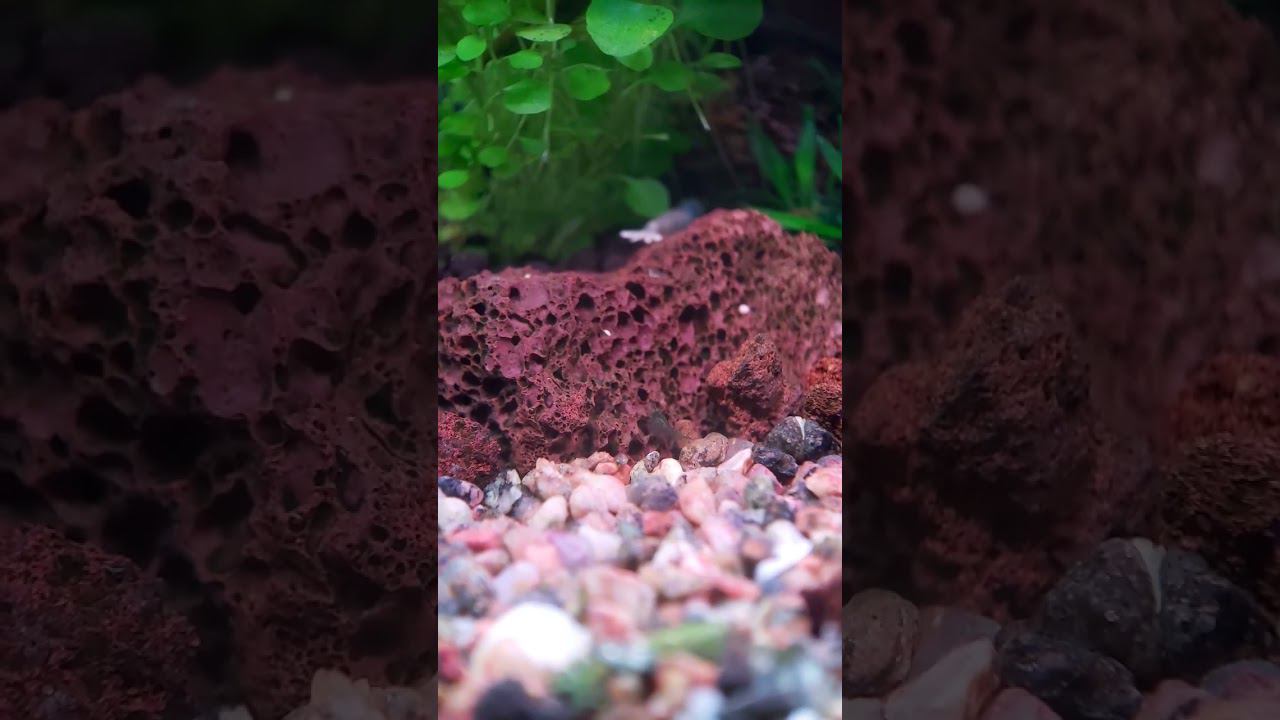 Потомство креветок тайваней