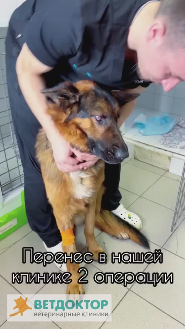 Абрек перенес 2 операции. Одну по поводу перелома конечности. Вторую - по удалению глаза.