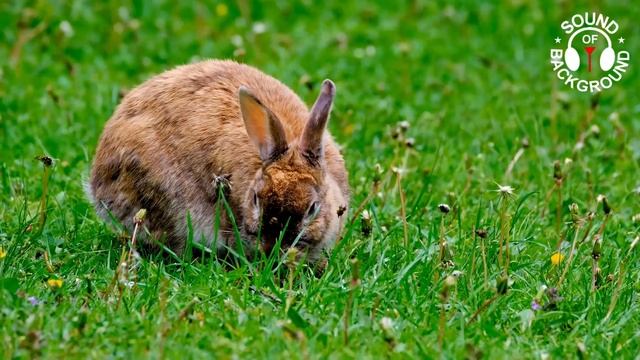 Eat Fresh Weed (melodic house music)