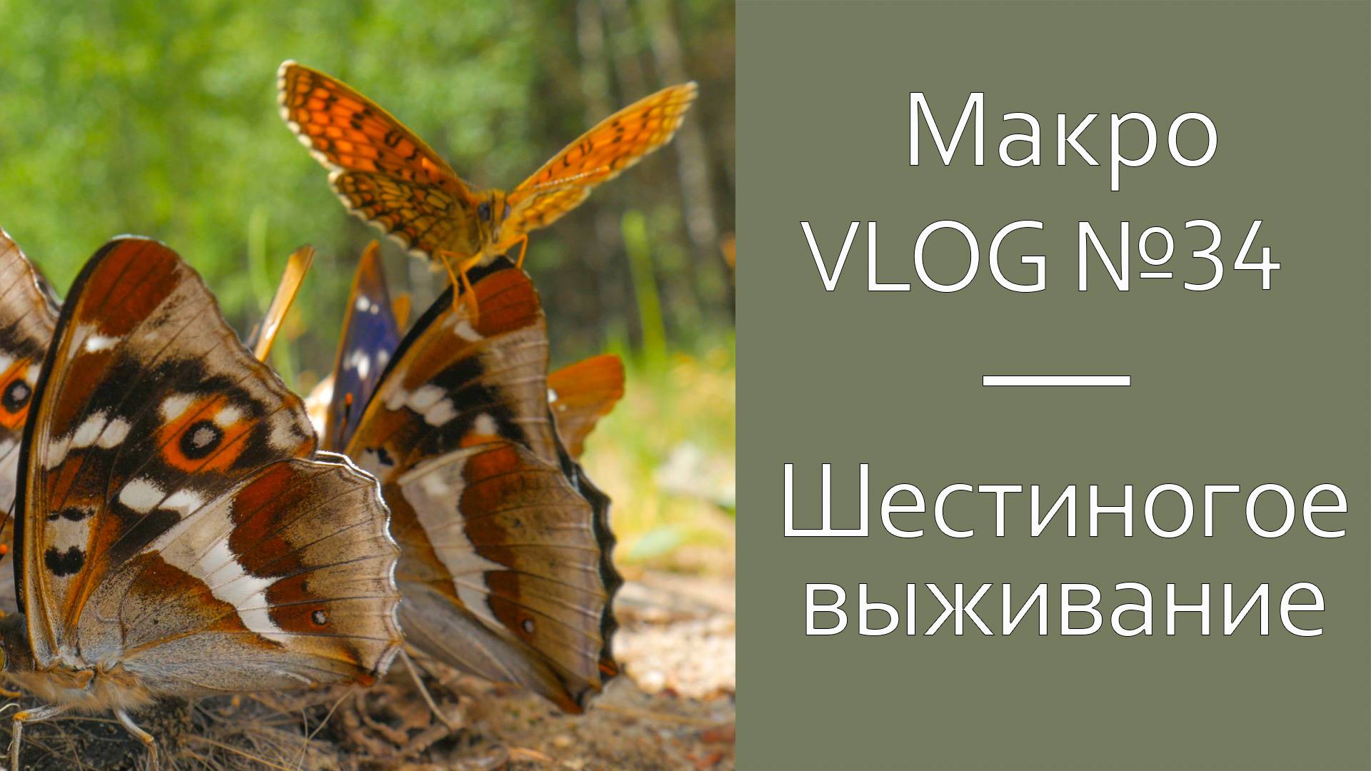 МакроVLOG