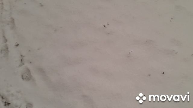 27 октября 2023 первый снег