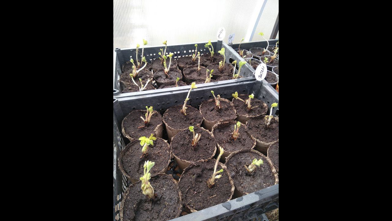 Обзор клубники, рассады фриго в теплице, апрель.