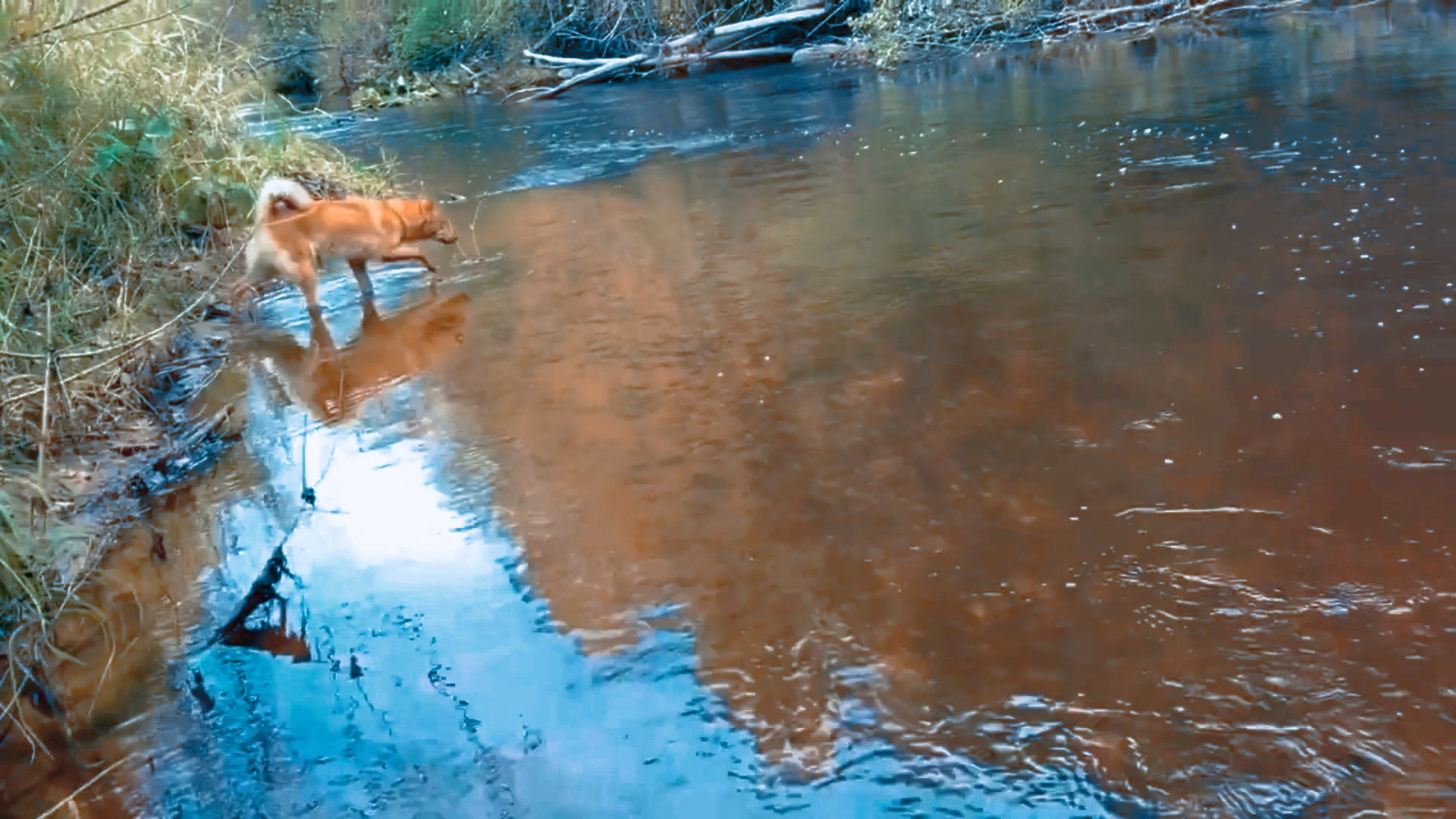 ХАРИУС НА УДОЧКУ ТЕНКАРА