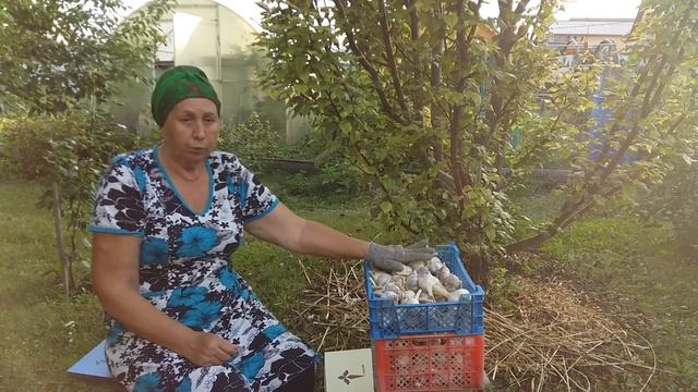 Подготовка и хранение чеснока.