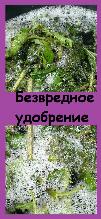 Как сделать зеленое ПОЛЕЗНОЕ УДОБРЕНИЕ БЕЗ ХИМИИ для всех культур, в том числе овощей
#дача #огород