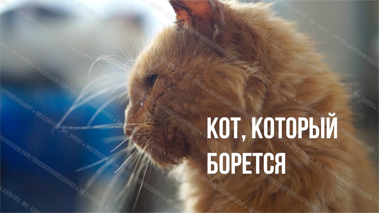 Кот, который борется