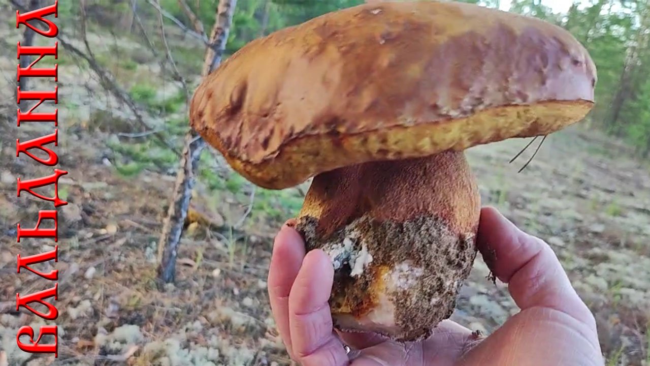 БЕЛЫЙ БОРОВИК _ Заминировал весь лес _ Тихая охота 2022.mp4