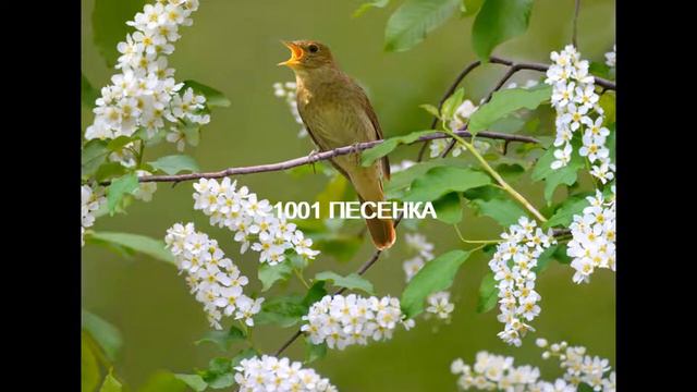 Солнышко лучистое улыбнулось весело Песенка для Мамы 8 марта