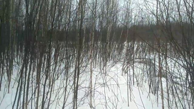 Металлокоп на торфянниках..