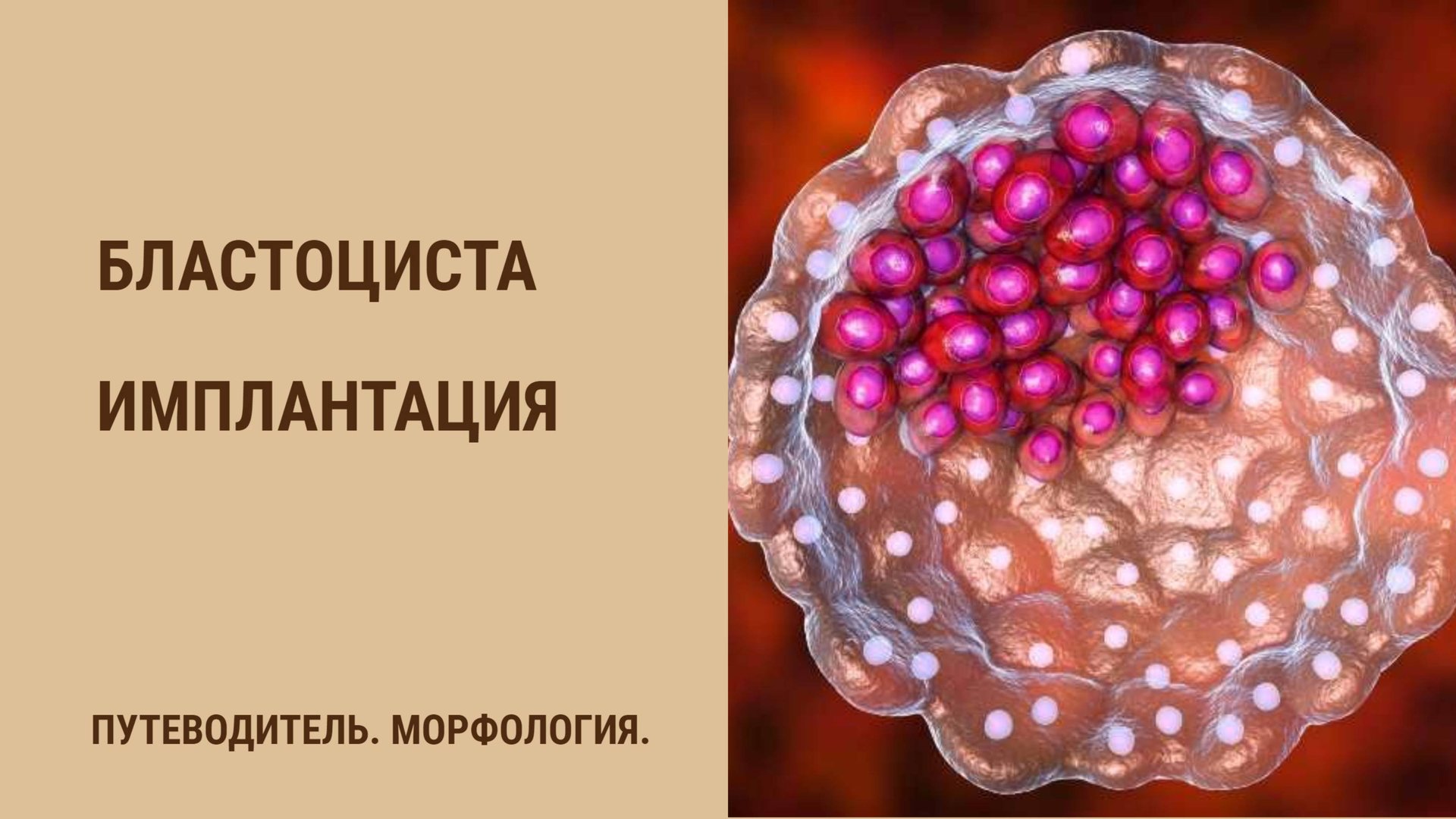 Бластоциста. Имплантация