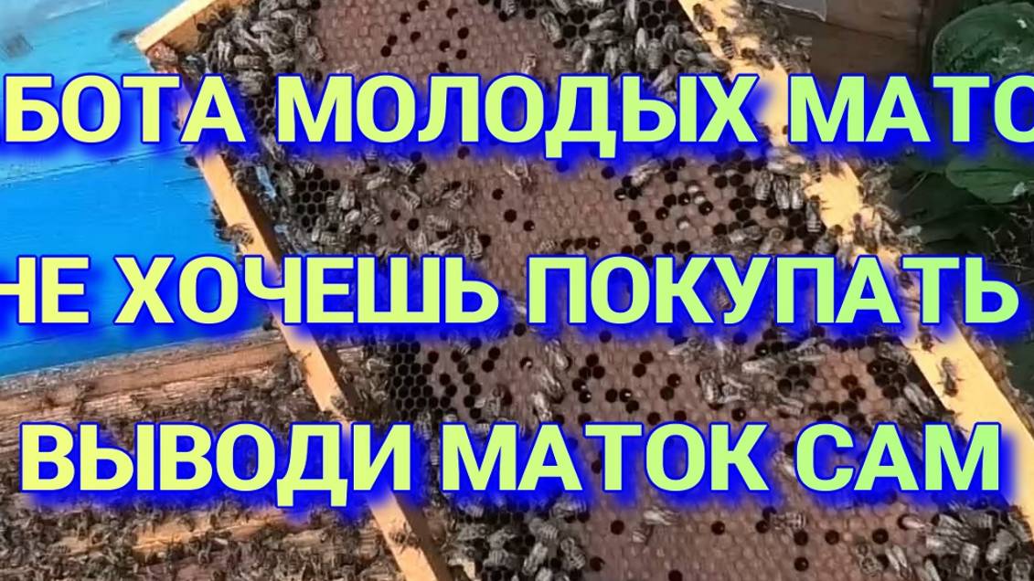 ПЕРВЫЕ МОЛОДЫЕ МАТКИ 2024г.