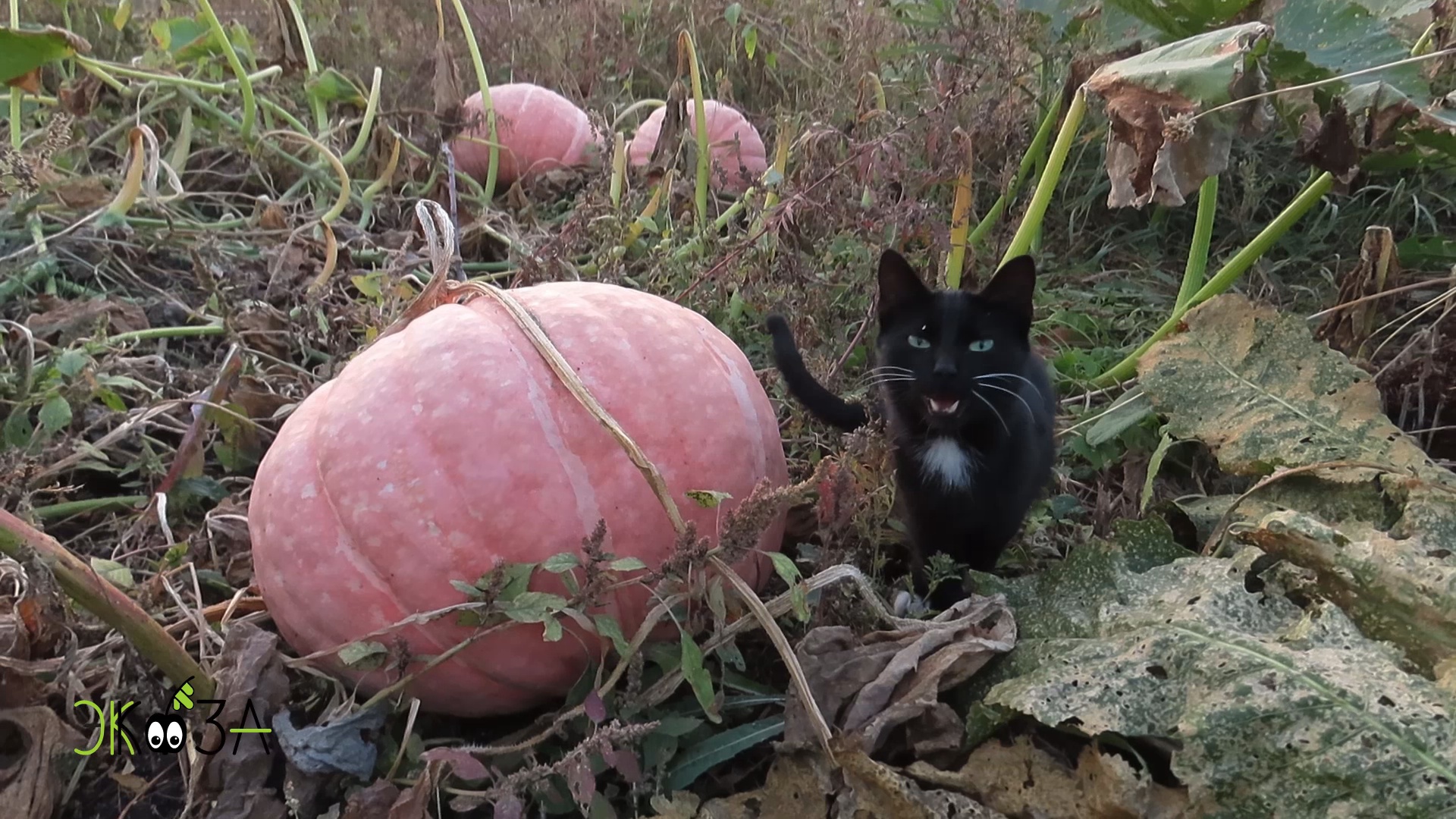 Мяу, пчела и тыквы