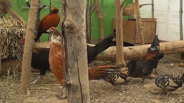 Hybrid pheasant and chicken. Гибрид фазана и курицы.mp4