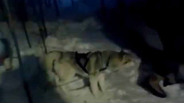 Хаски лягнула другую хаски