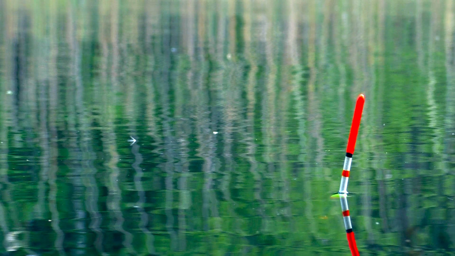 В этом болоте много карася. Карась на поплавок.mp4