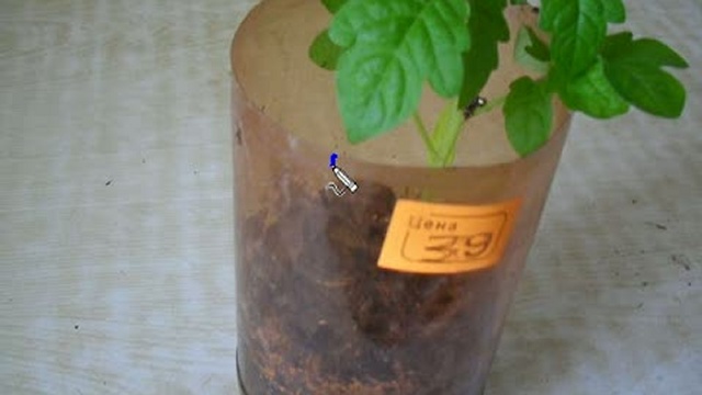 Перевалка рассады