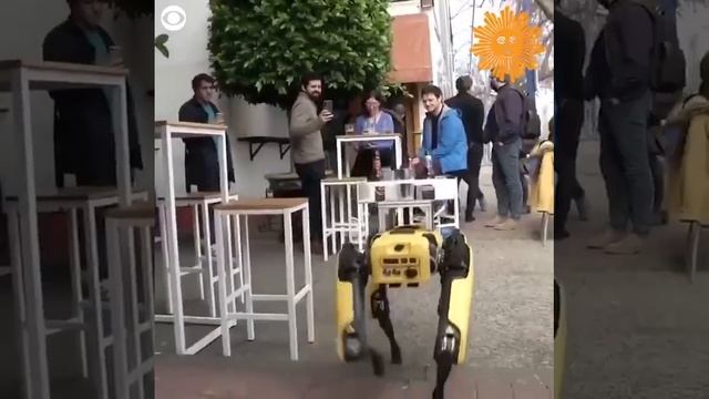 Роботы используются для обслуживания клиентов в барах и ресторанах