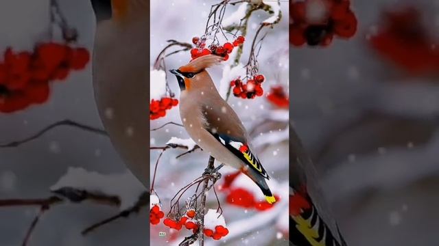 Отличного зимнего настроения