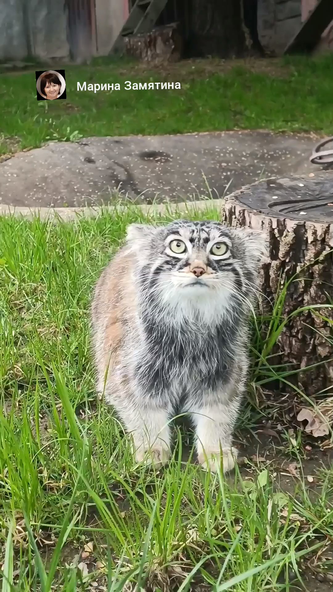 В Московском зоопарке.