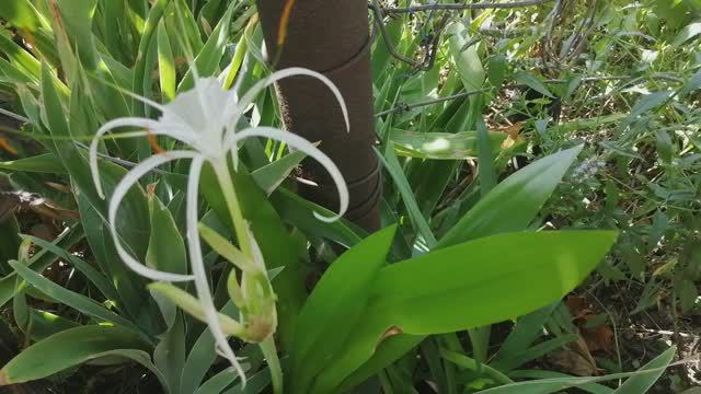 Комнатные цветы летом на открытом воздухе в саду и не только
