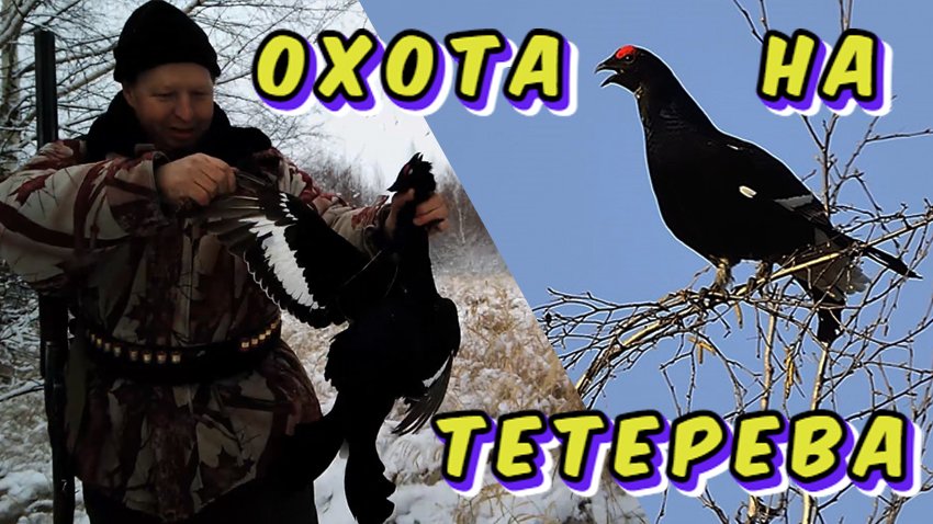 Удачная охота на тетерева.