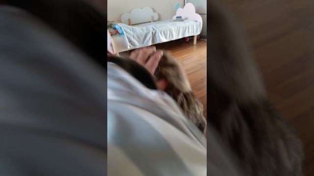 Нападение дерзкого котика #cat #shorts #кот