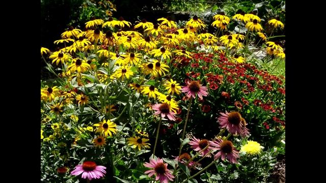 МОЙ САД. ДНИ ЛЮБОВАНИЯ ЛИКОРИСАМИ.  ЦВЕТЕНИЕ В АВГУСТЕ.