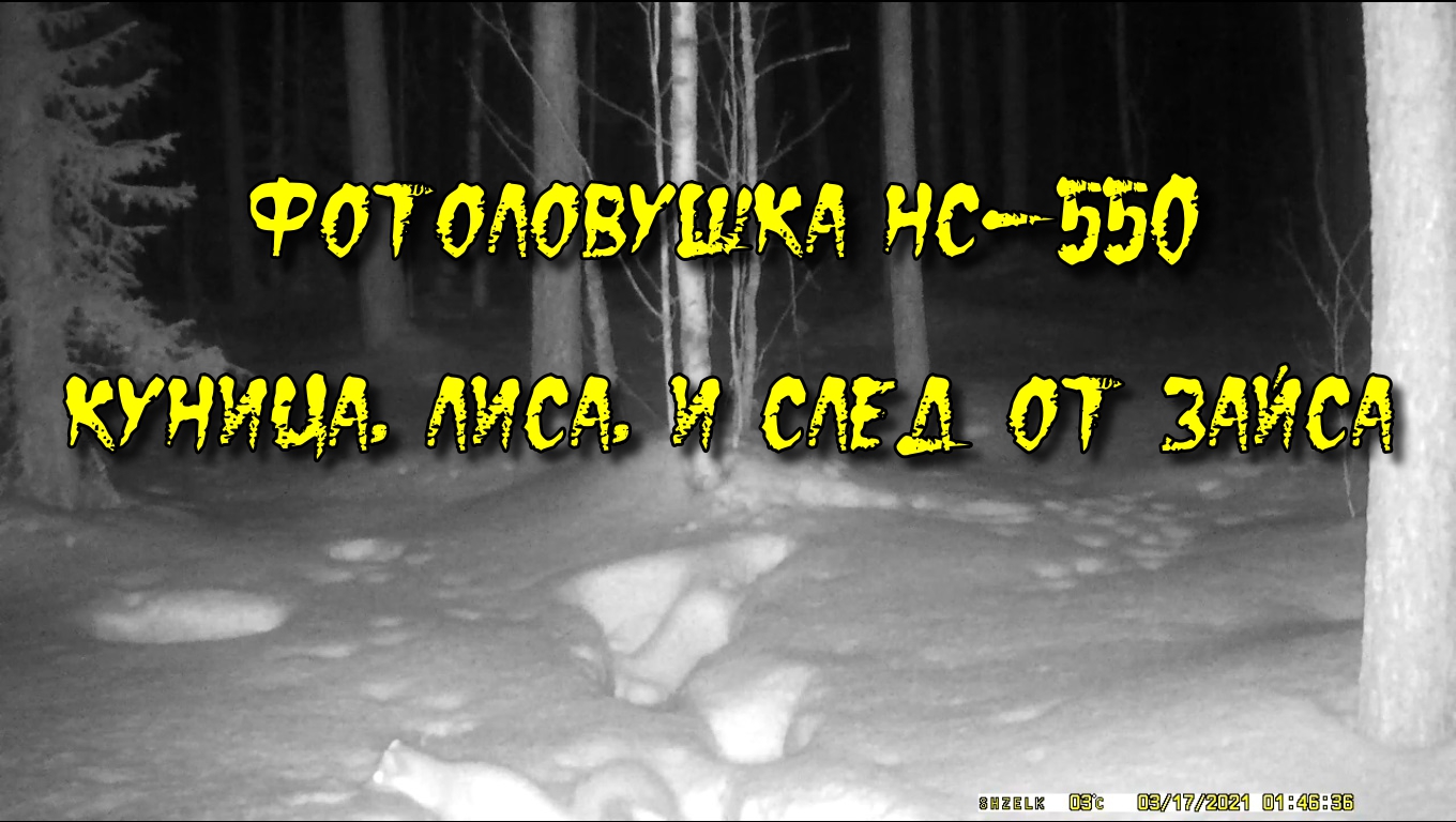 Фотоловушка зима-весна 2021. Suntek HC-550 (Филин 120)