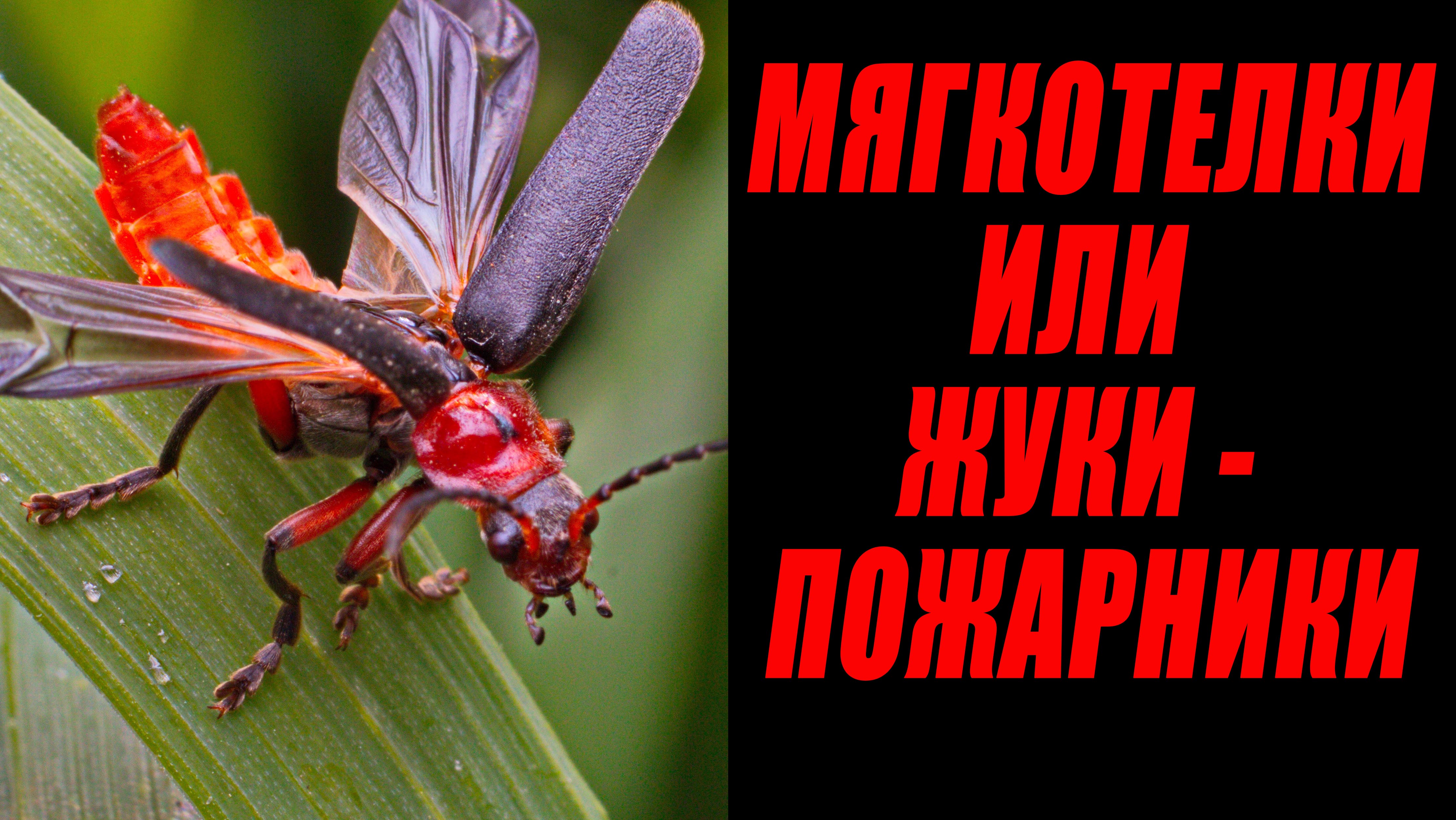 МЯГКОТЕЛКИ - ЗАЩИТНИКИ НАШЕГО САДА / МИЛЛИМЕТРОВАЯ ВСЕЛЕННАЯ