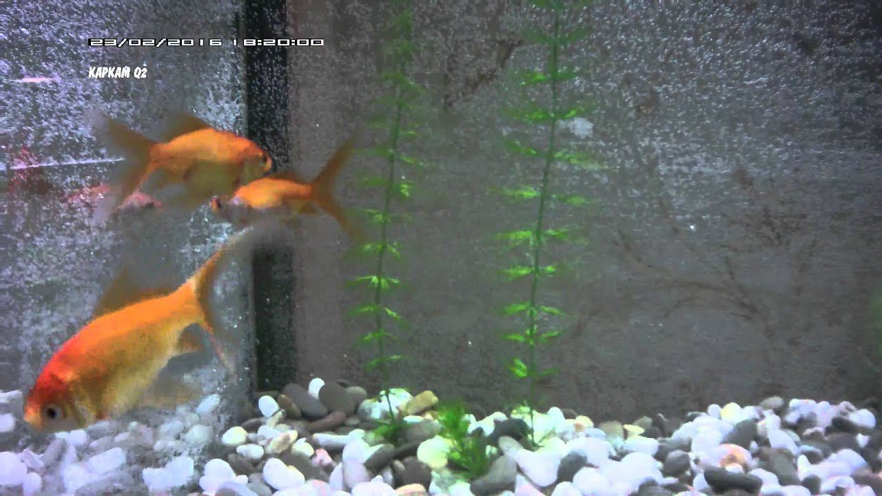 Аквариум 60 литров