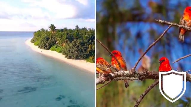 Вымершие Животные, Которых Скоро Могут Оживить