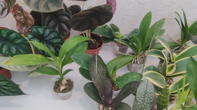 Цветы Вместе - Приемка и обзор растений поступивших из Азии 04.04.2021 Филодендрон, Фаленопсис и др.