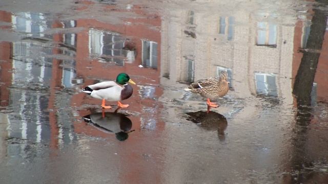 Утка-ледокол