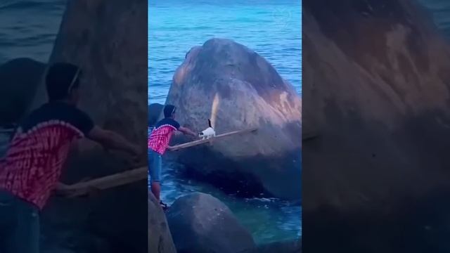 Маленький котёнок забрался на камень и не смог слезть оттуда, на помощь пришёл человек.