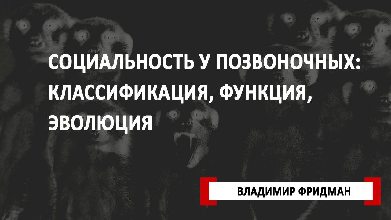 Социальность у позвоночных: классификация, функция, эволюция