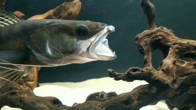 Как атакует судак?